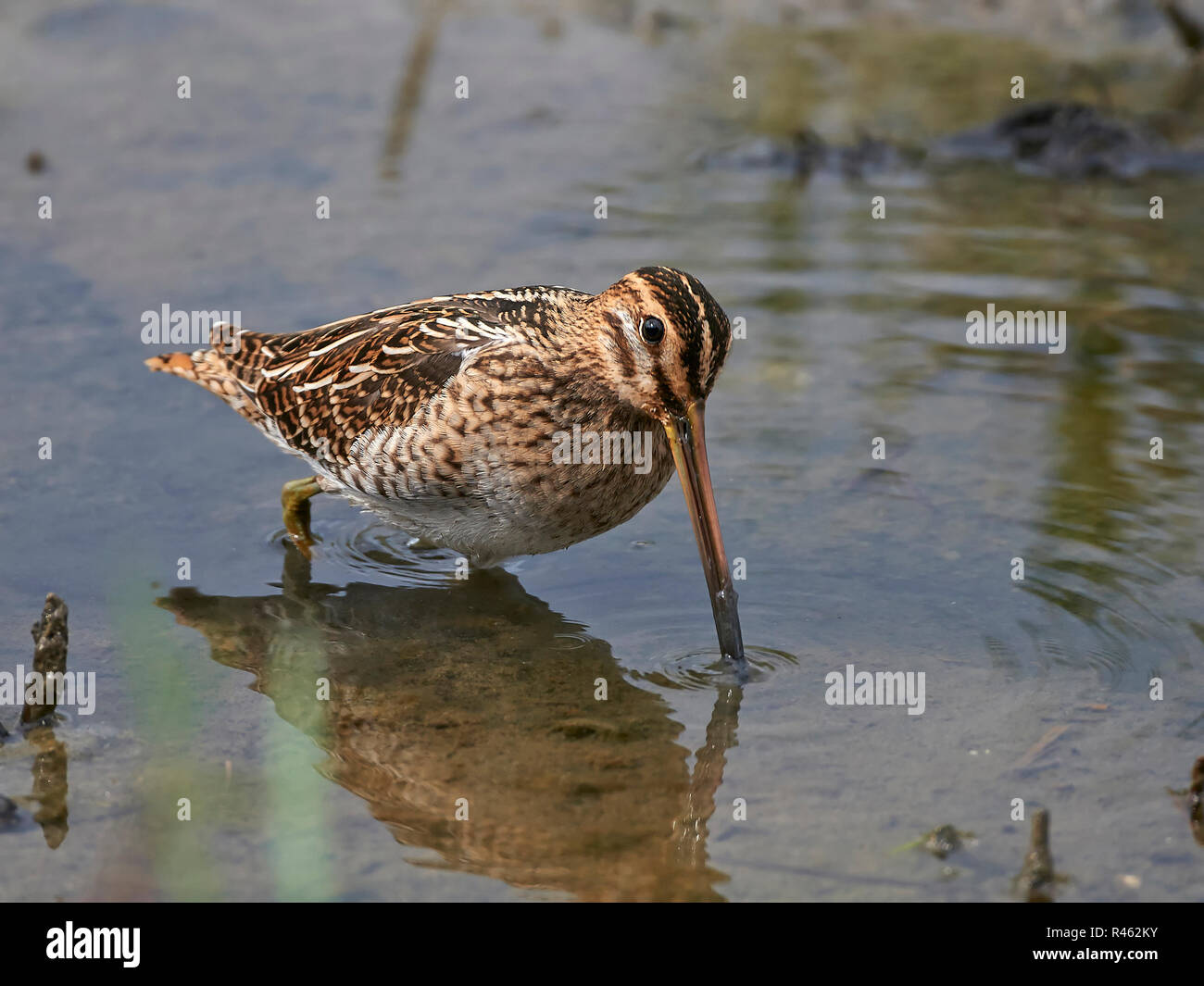 Common snipe looking for food in its natural habitat Stock Photo - Alamy
