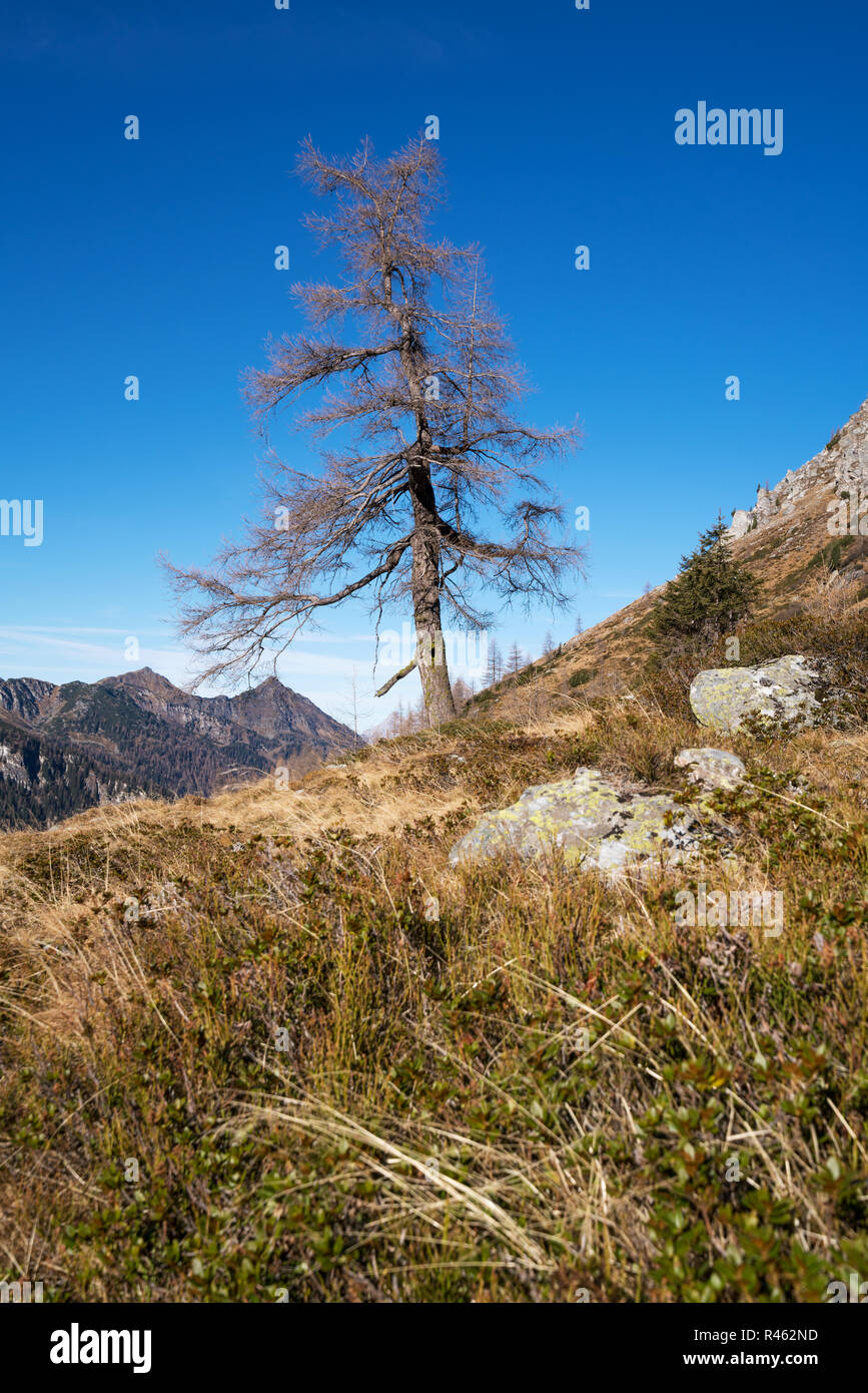 Single plant in mountain scenery hi-res stock photography and images ...