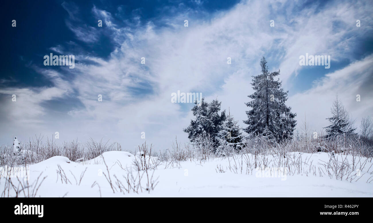 Christmas background with snowy fir trees Stock Photo - Alamy