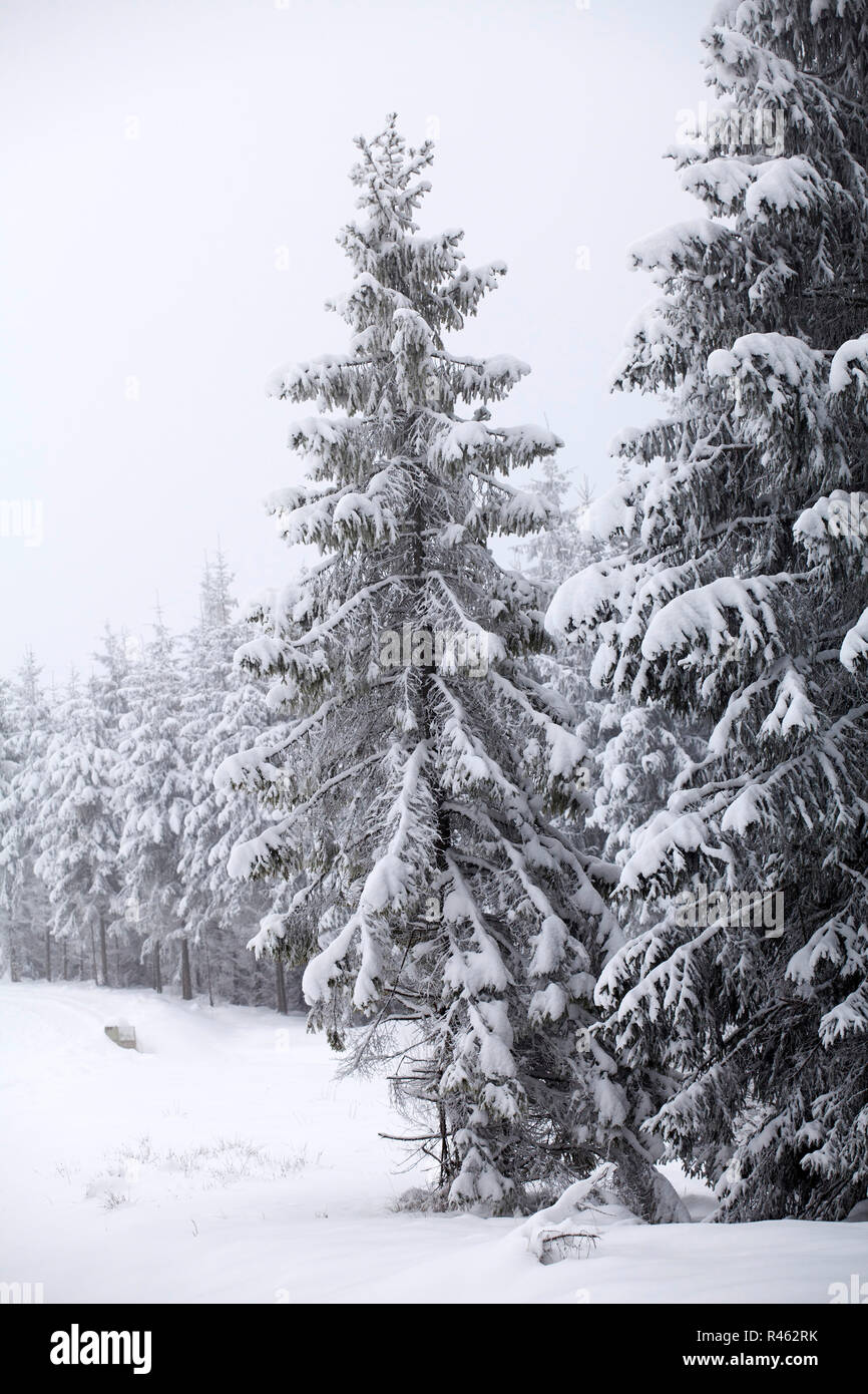 Christmas background with snowy fir trees Stock Photo - Alamy