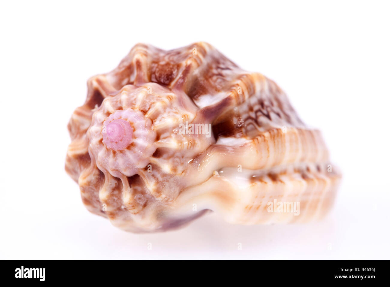 single seashell isolated on white background, close up Stock Photo - Alamy