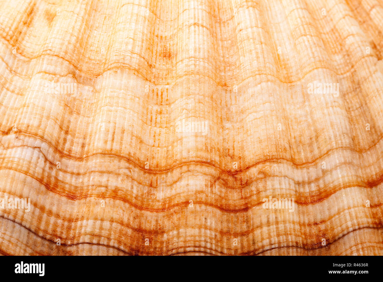 background of single seashell of mollusc, close up Stock Photo - Alamy