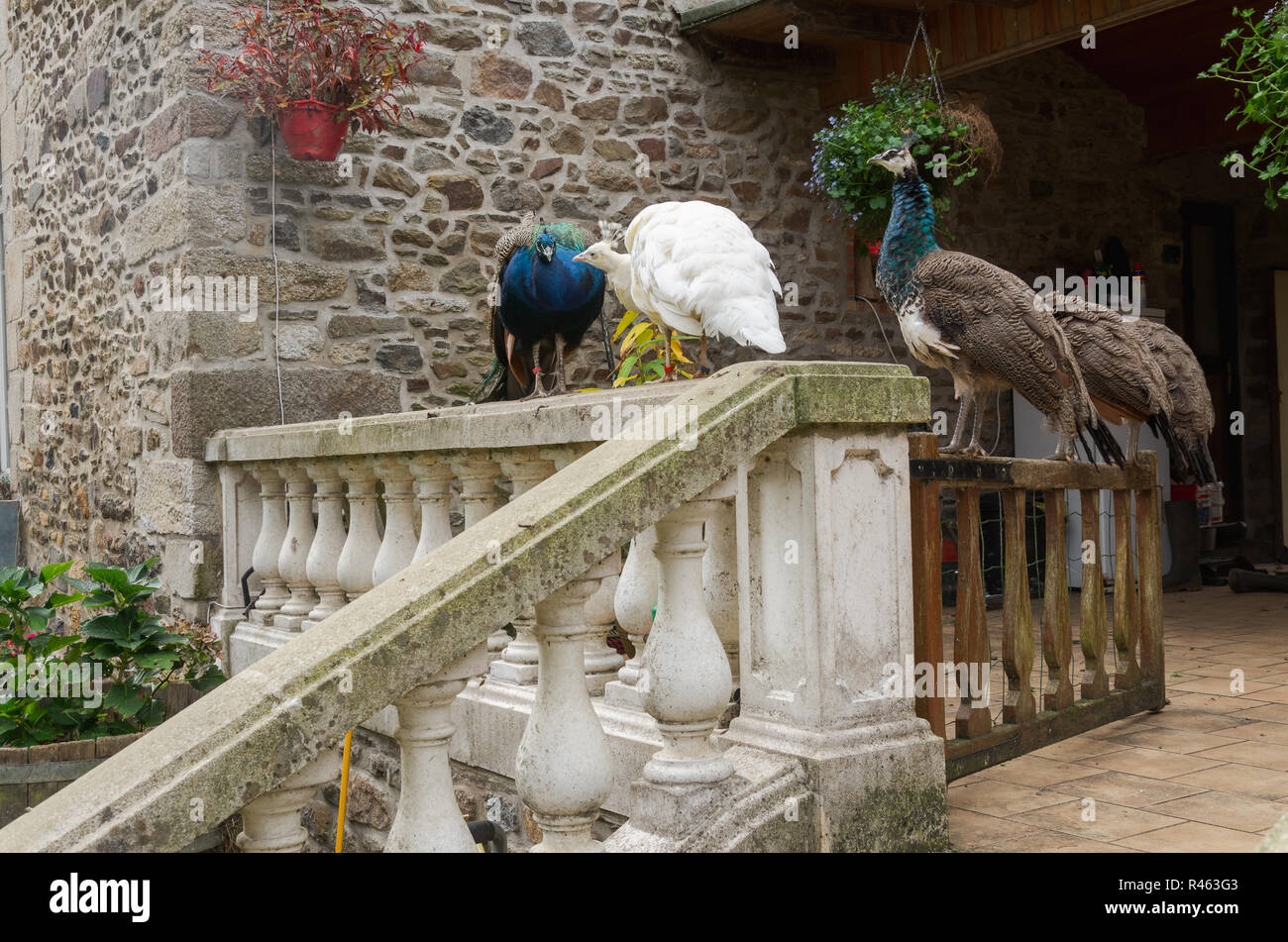 Four peacocks and peahens standing on the stone fence together in a ...