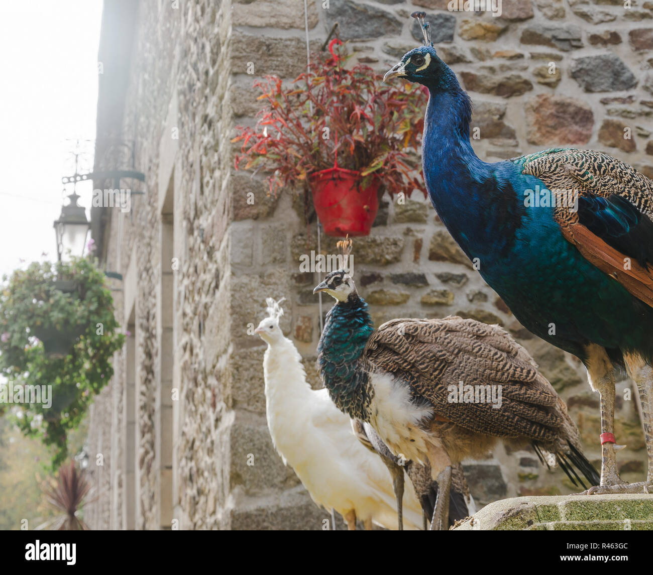 Three peacocks and peahens standing on the stone fence together in a ...