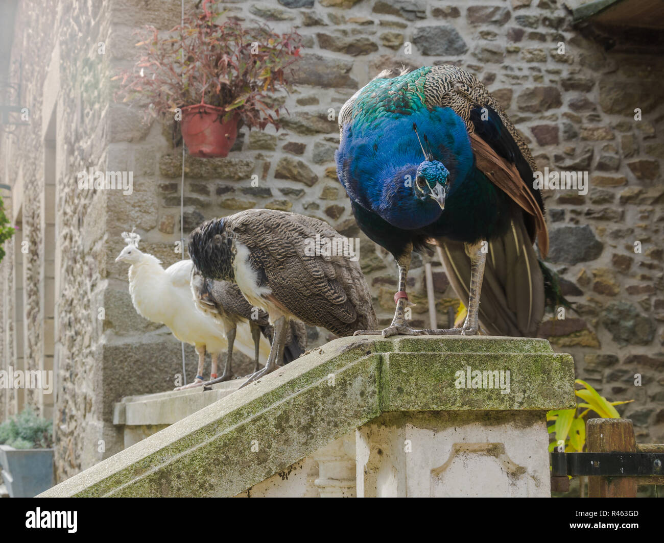 Peacock and peahen together hi-res stock photography and images - Alamy