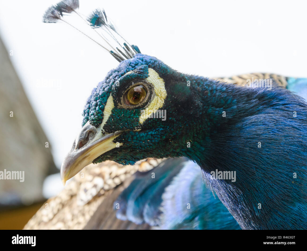 Peacock blue hi-res stock photography and images - Alamy