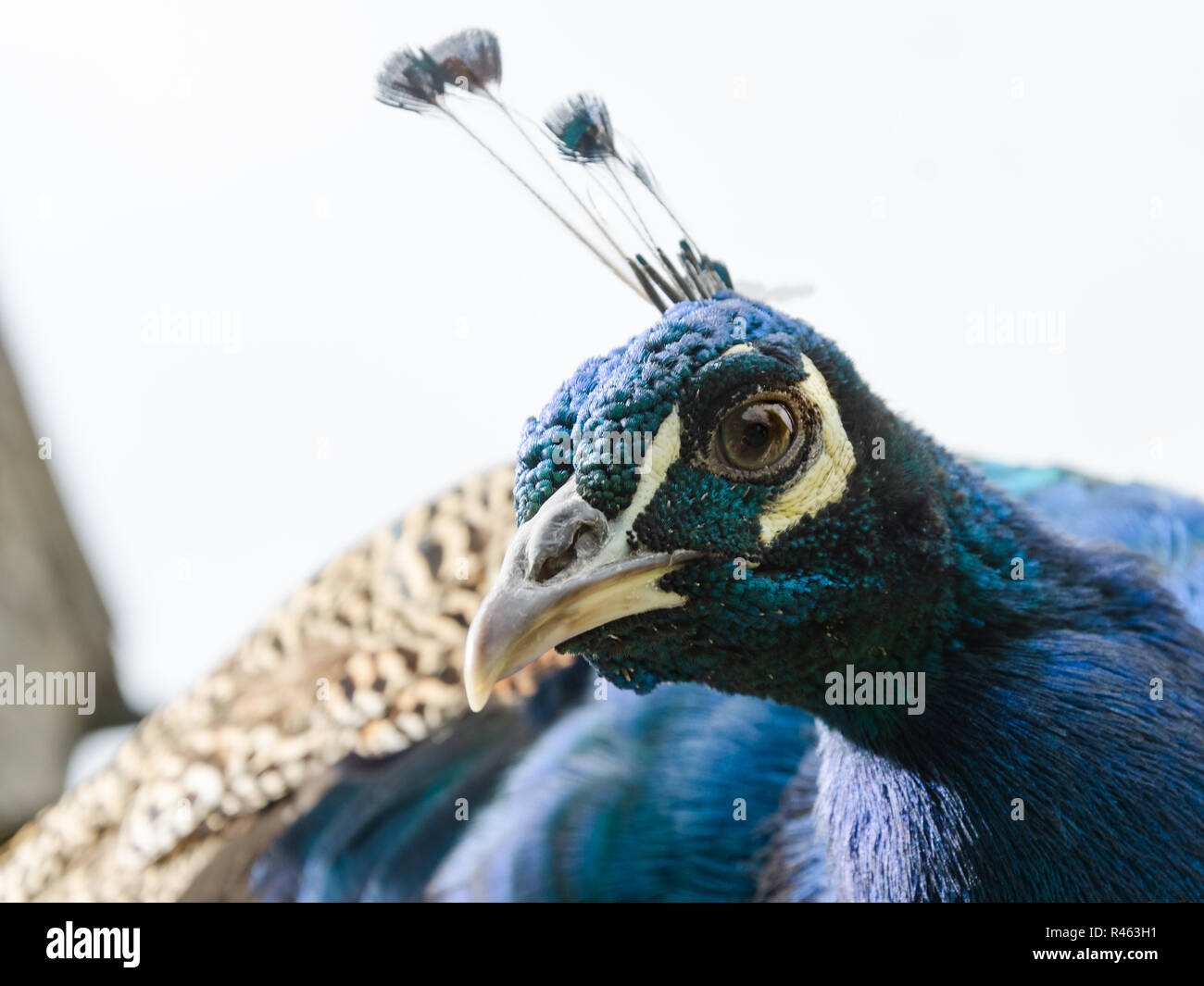Peacock blue hi-res stock photography and images - Alamy