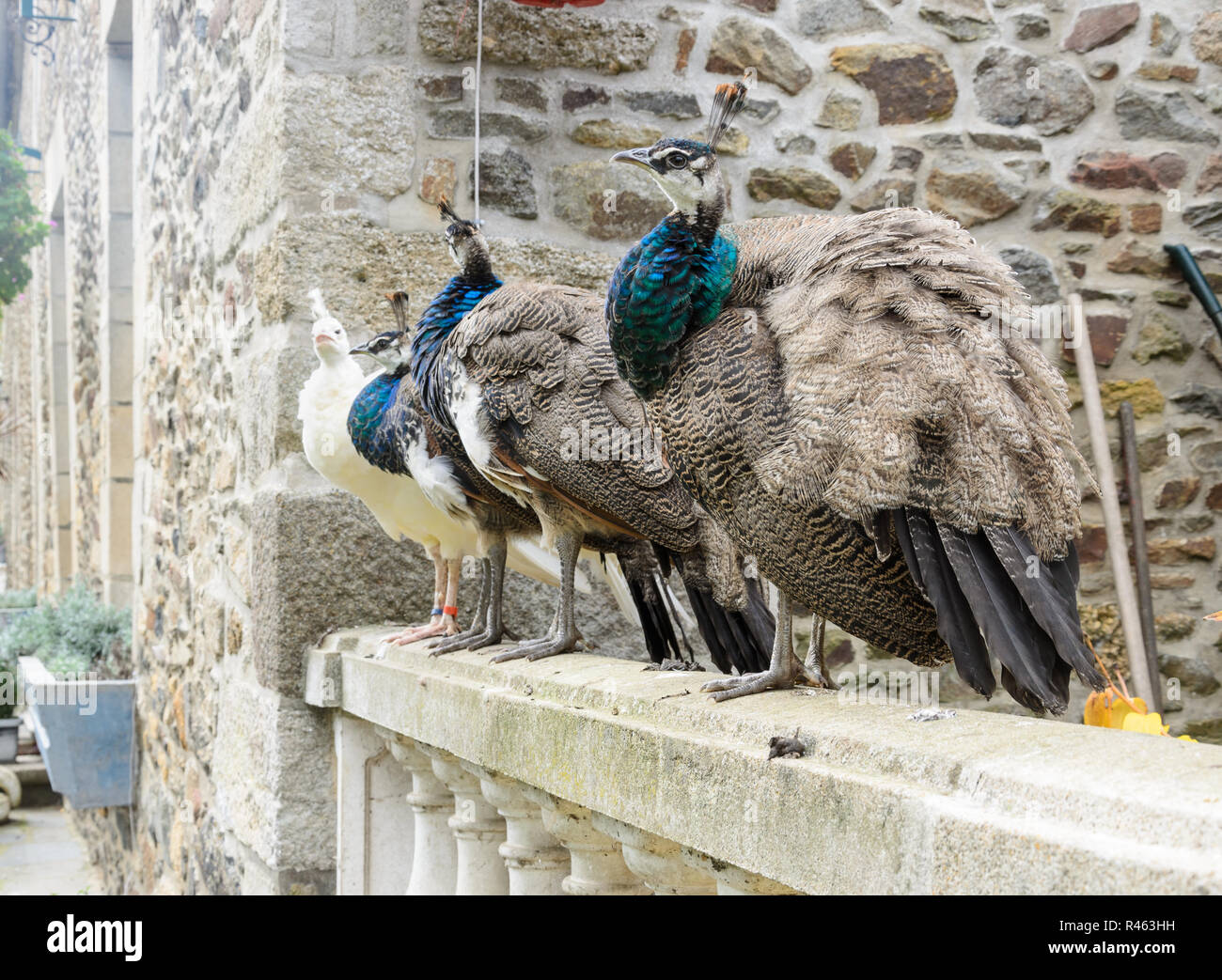 White Peahens