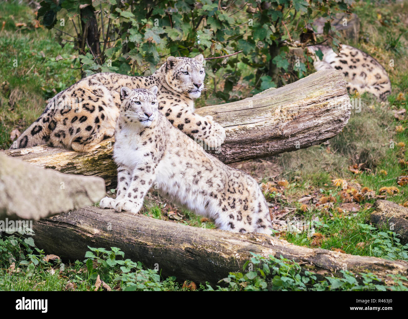 Leopards tail hi-res stock photography and images - Alamy