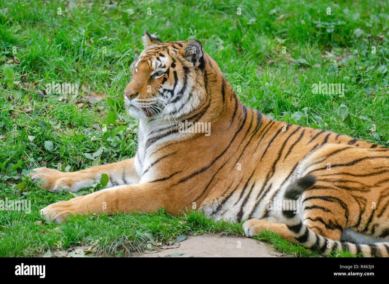 Asian tiger hi-res stock photography and images - Alamy