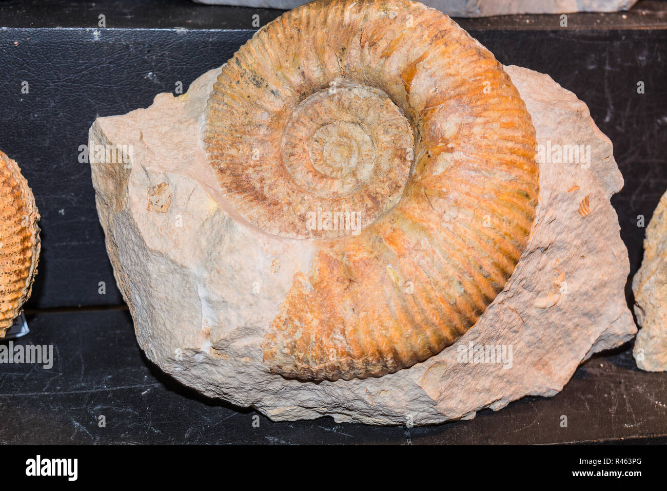 Fossil fossilized jurassic shell fossilization hi-res stock photography ...