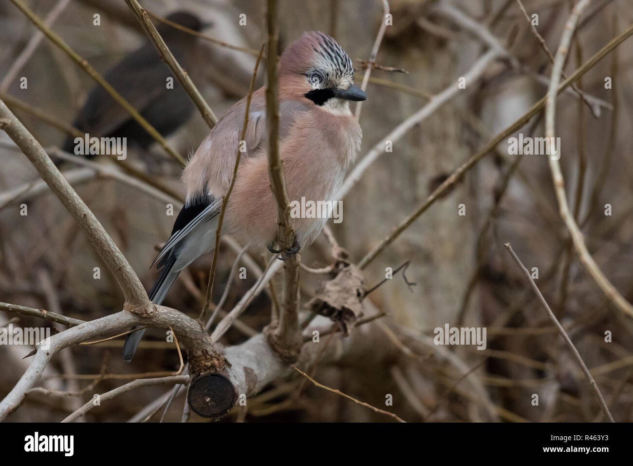 Jay in tree Stock Photo - Alamy