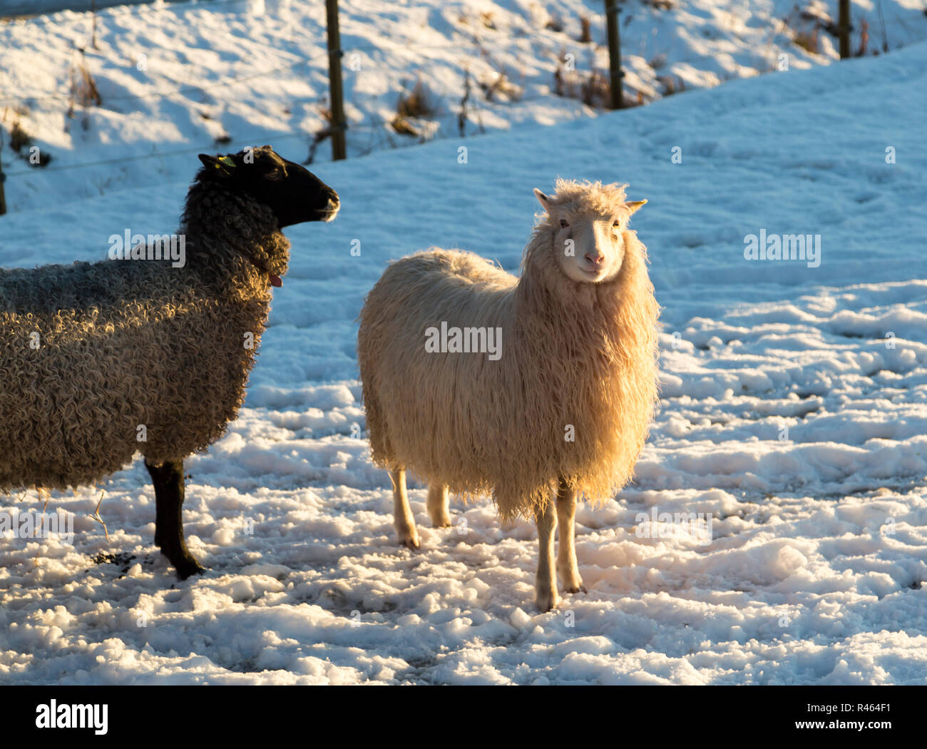 White and Grey Sheep Stock Photo - Alamy