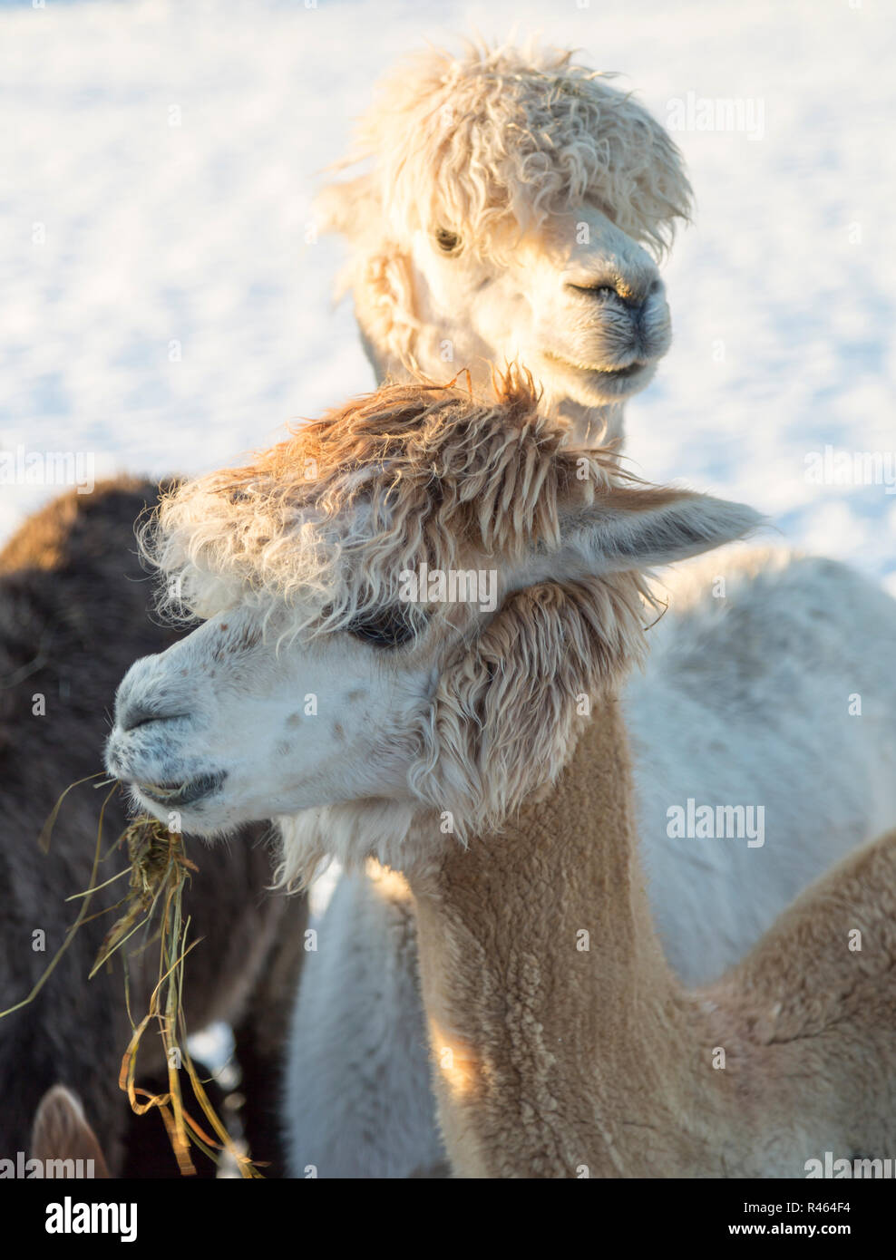 White alpaca eating grass hi-res stock photography and images - Alamy