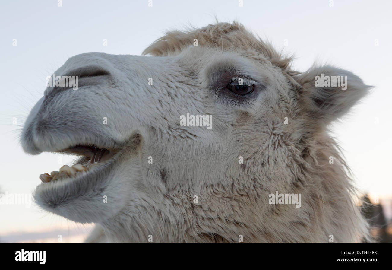White camel hi-res stock photography and images - Alamy