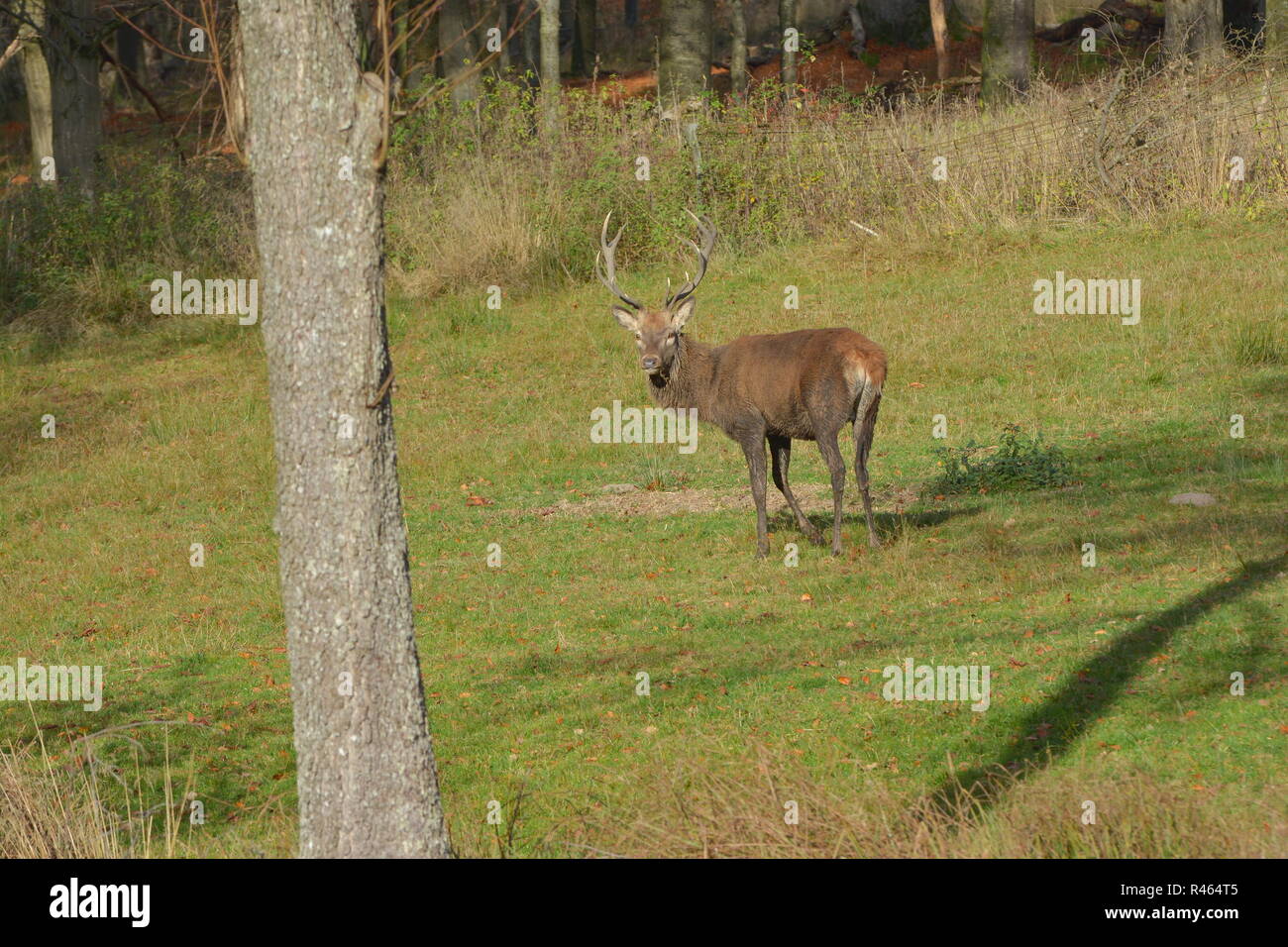 Red stag deer skin hi-res stock photography and images - Alamy