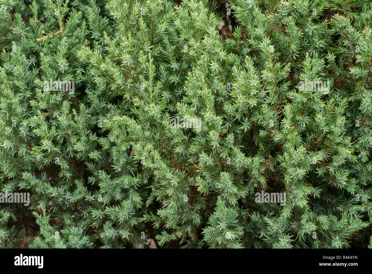 Chinese juniper hi-res stock photography and images - Alamy