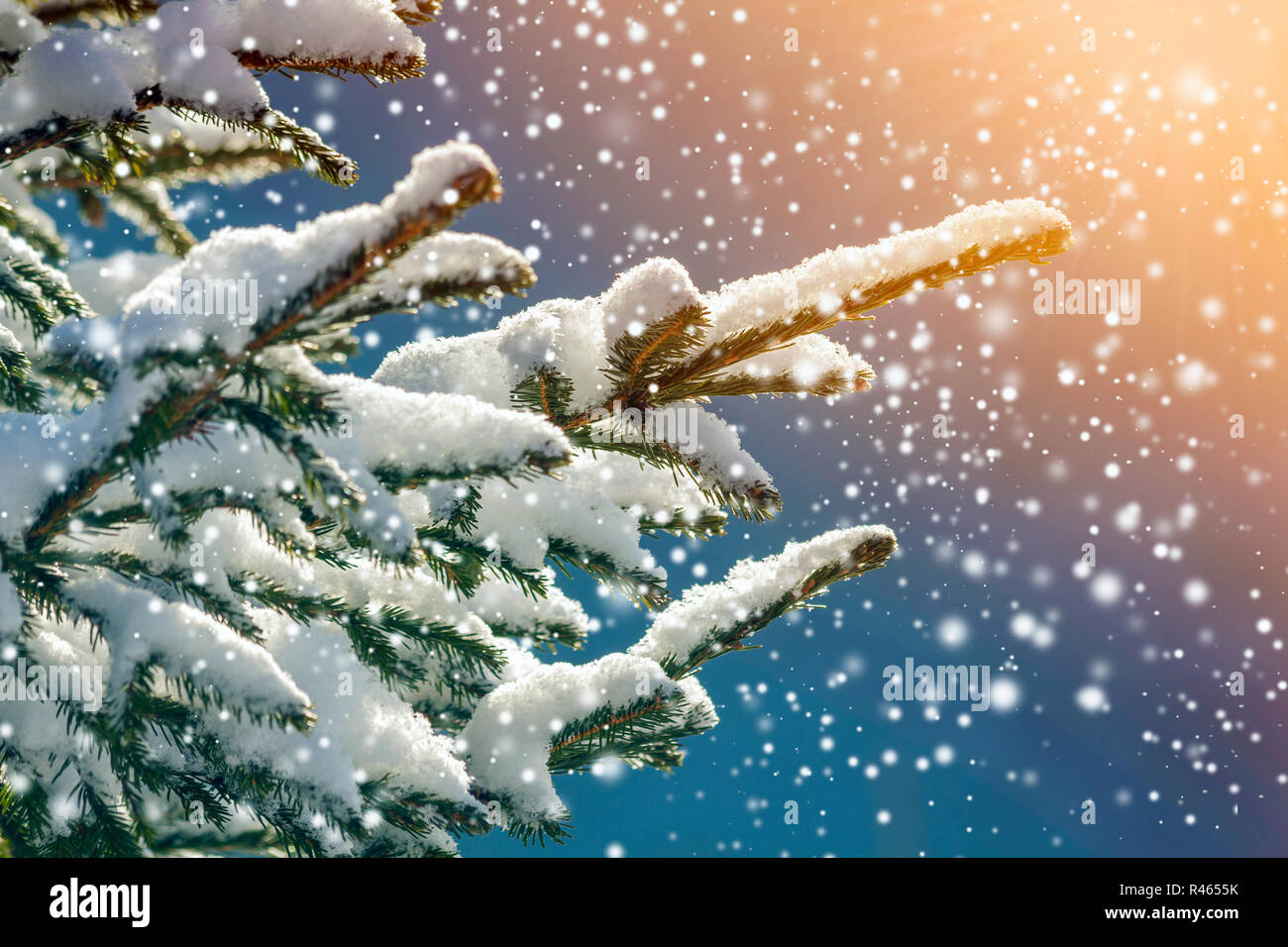 Pine tree branches with green needles covered with deep fresh clean ...