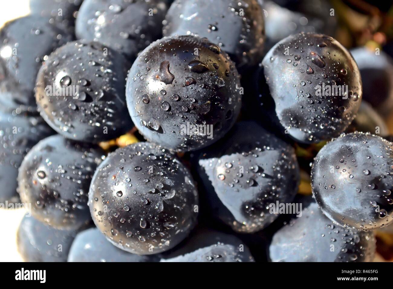 Grapes with dew vineyard hi-res stock photography and images - Alamy