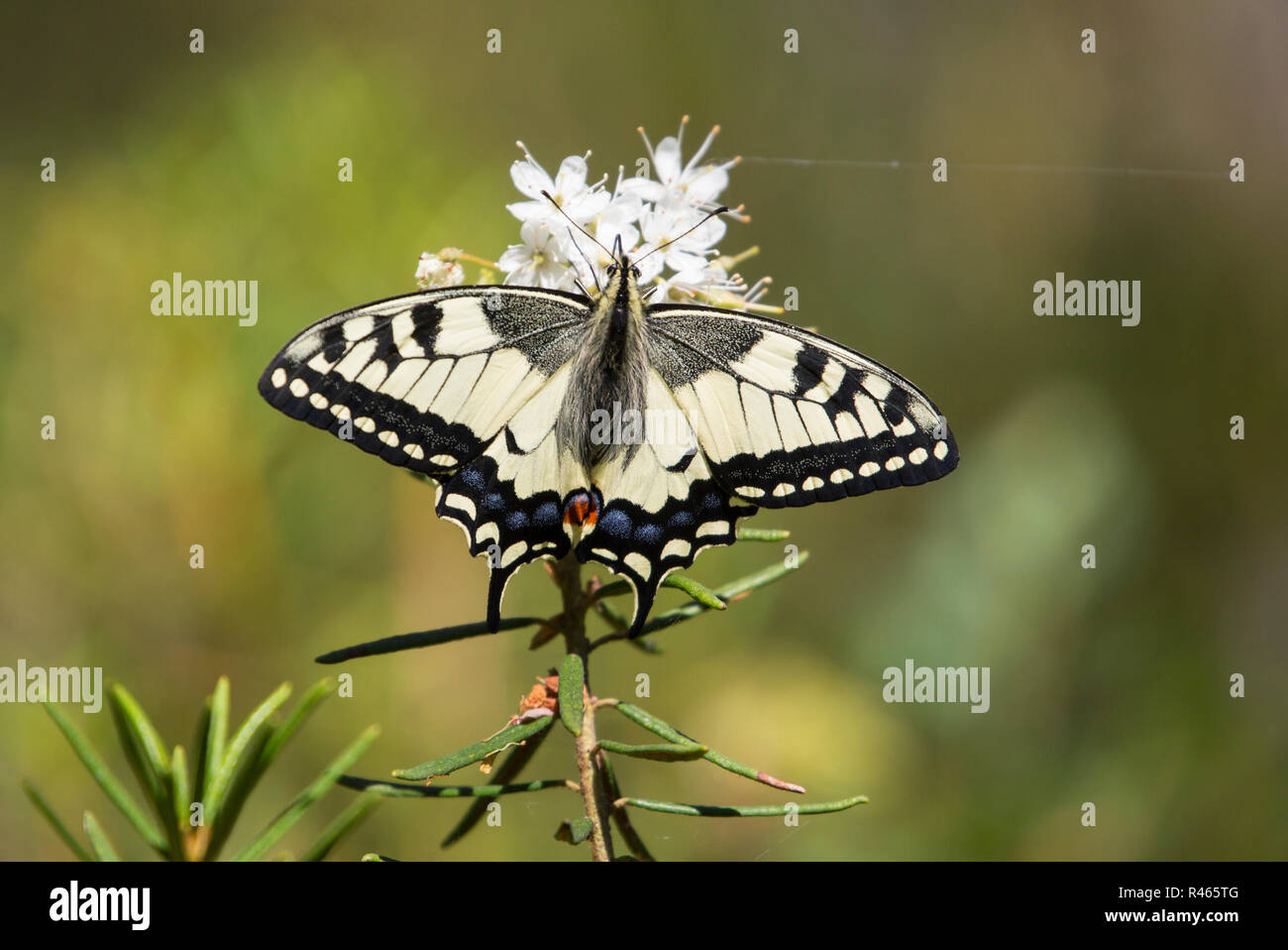Perhonen High Resolution Stock Photography and Images - Alamy