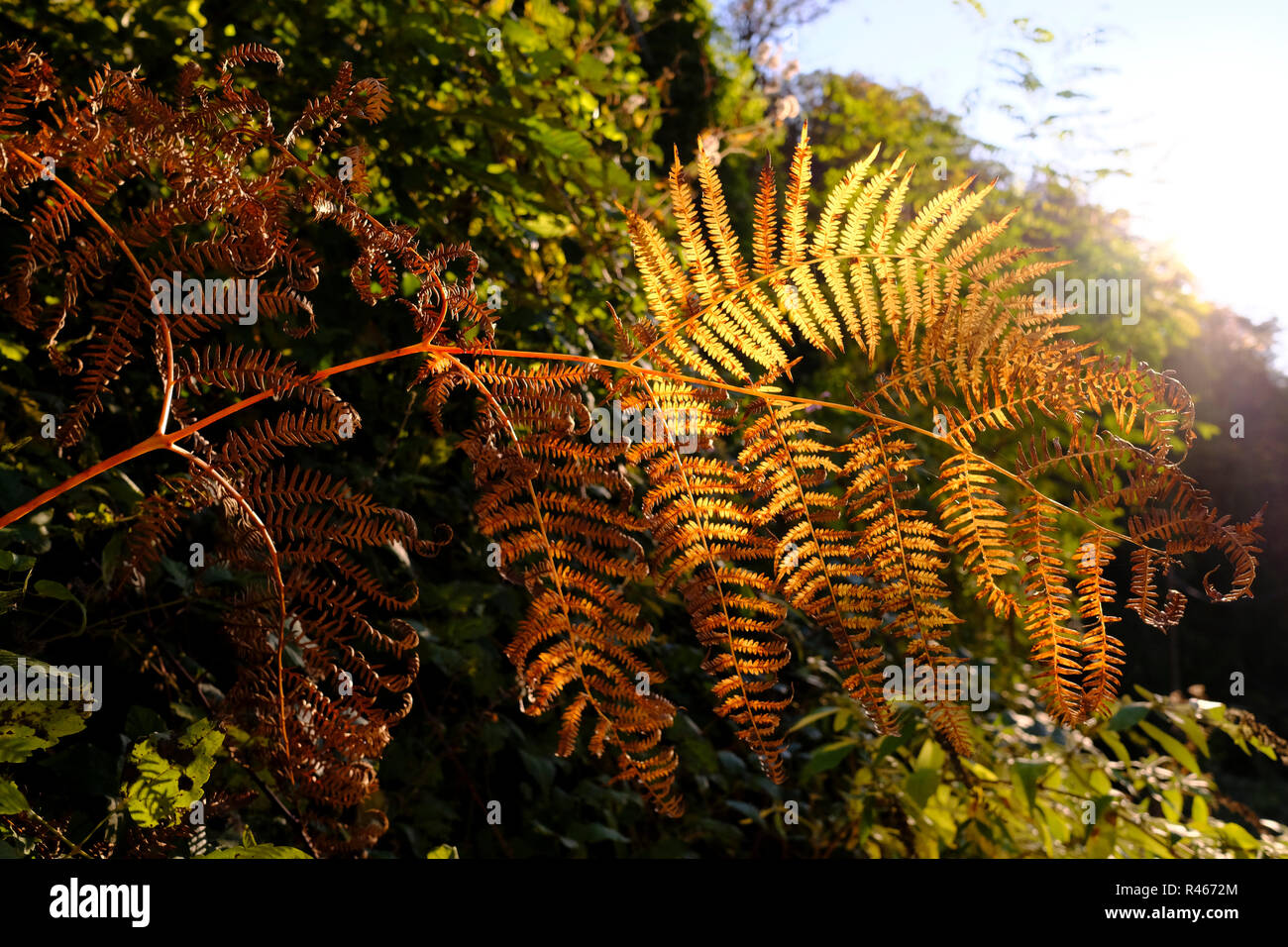Brown leaf autumn colors hi-res stock photography and images - Alamy