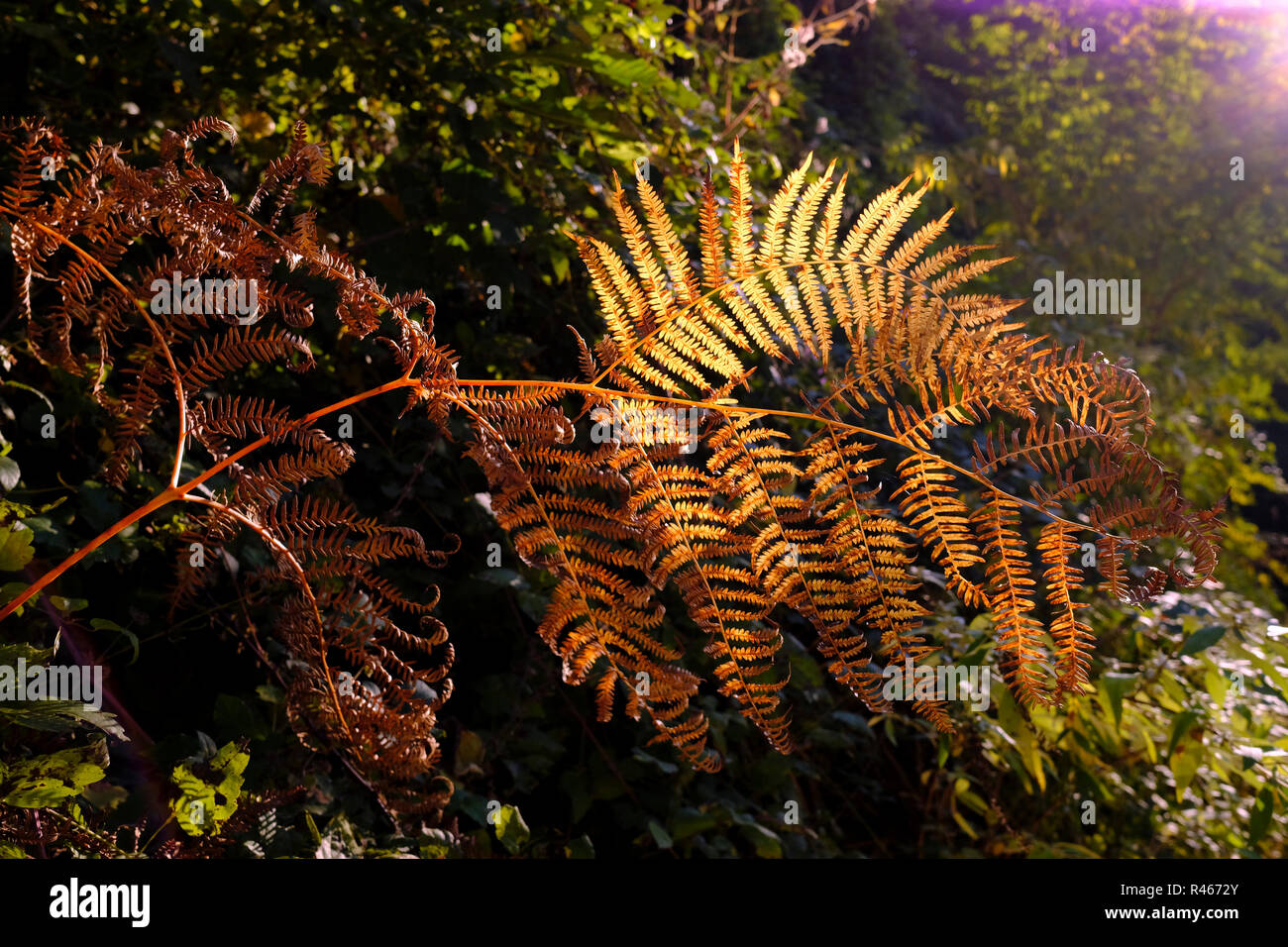 Different shades of brown hi-res stock photography and images - Alamy