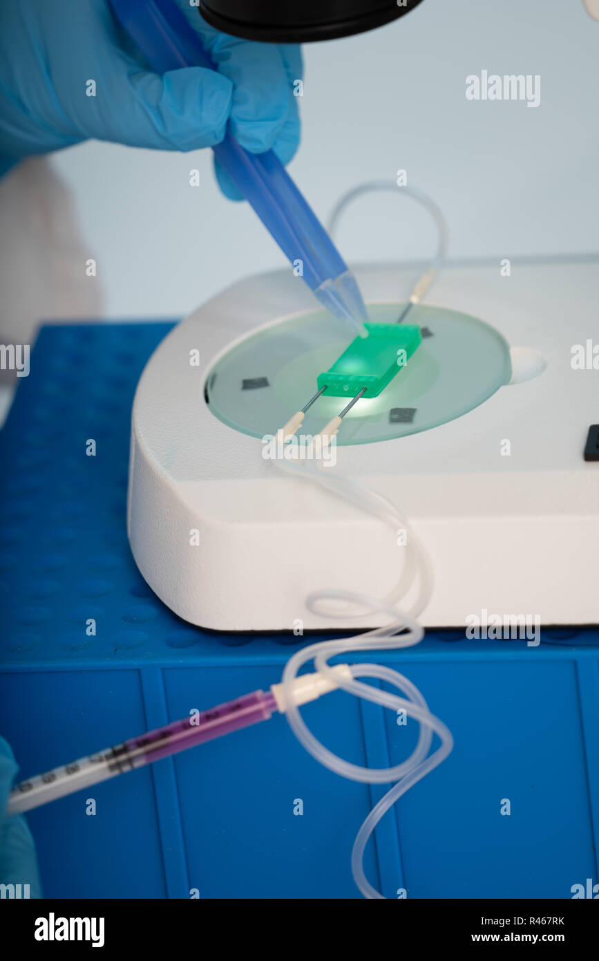 technician girl with microfluidic device LOC in microbiological lab ...