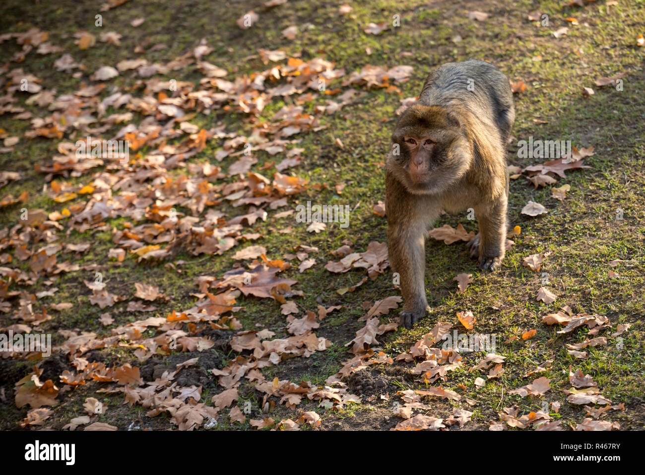 monkey Macaca Sylvanus walking at the zoo Stock Photo - Alamy