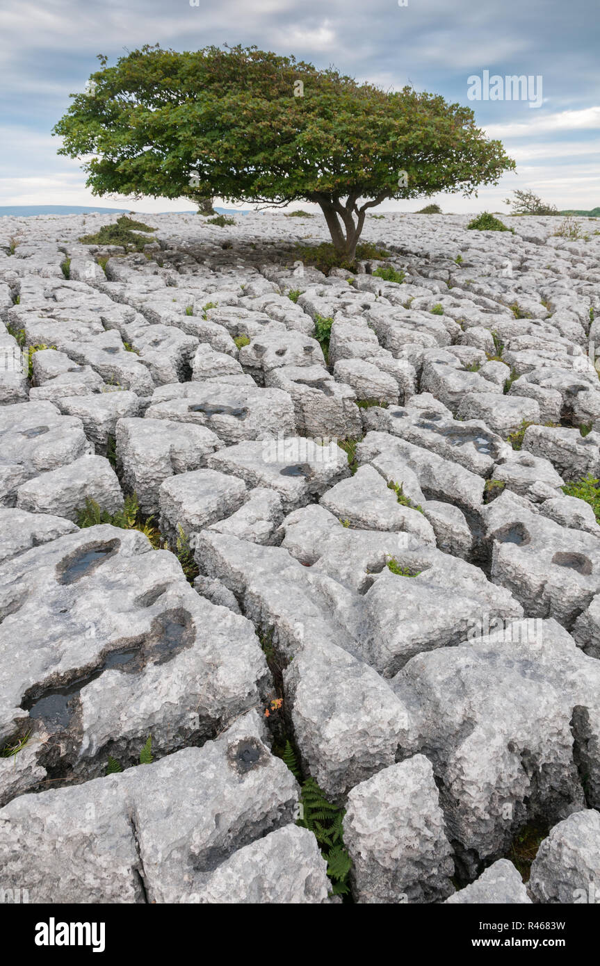 Oak tree growing in limestone pavement at Hutton Roof Crags Nature ...