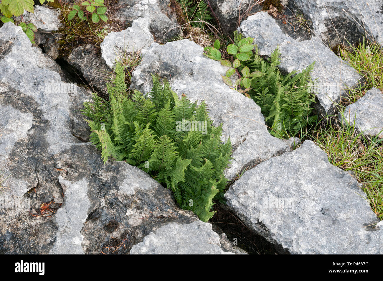 Limestone Buckler Fern (Dryopteris submontana) growing in a limestone ...