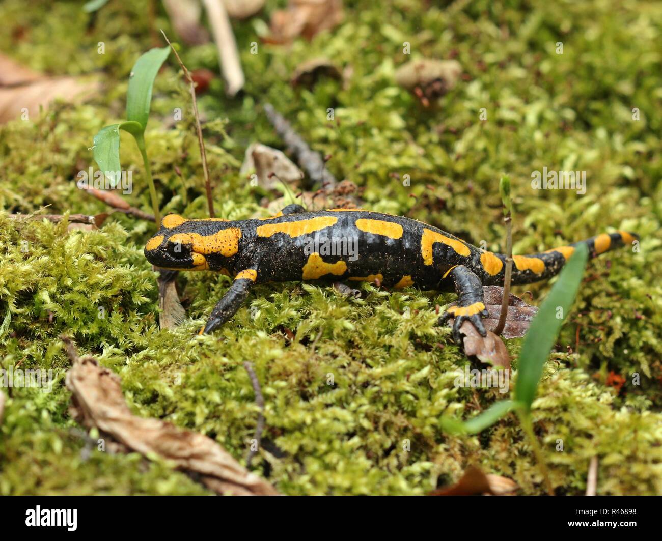 Fire salamander mushroom hi-res stock photography and images - Alamy