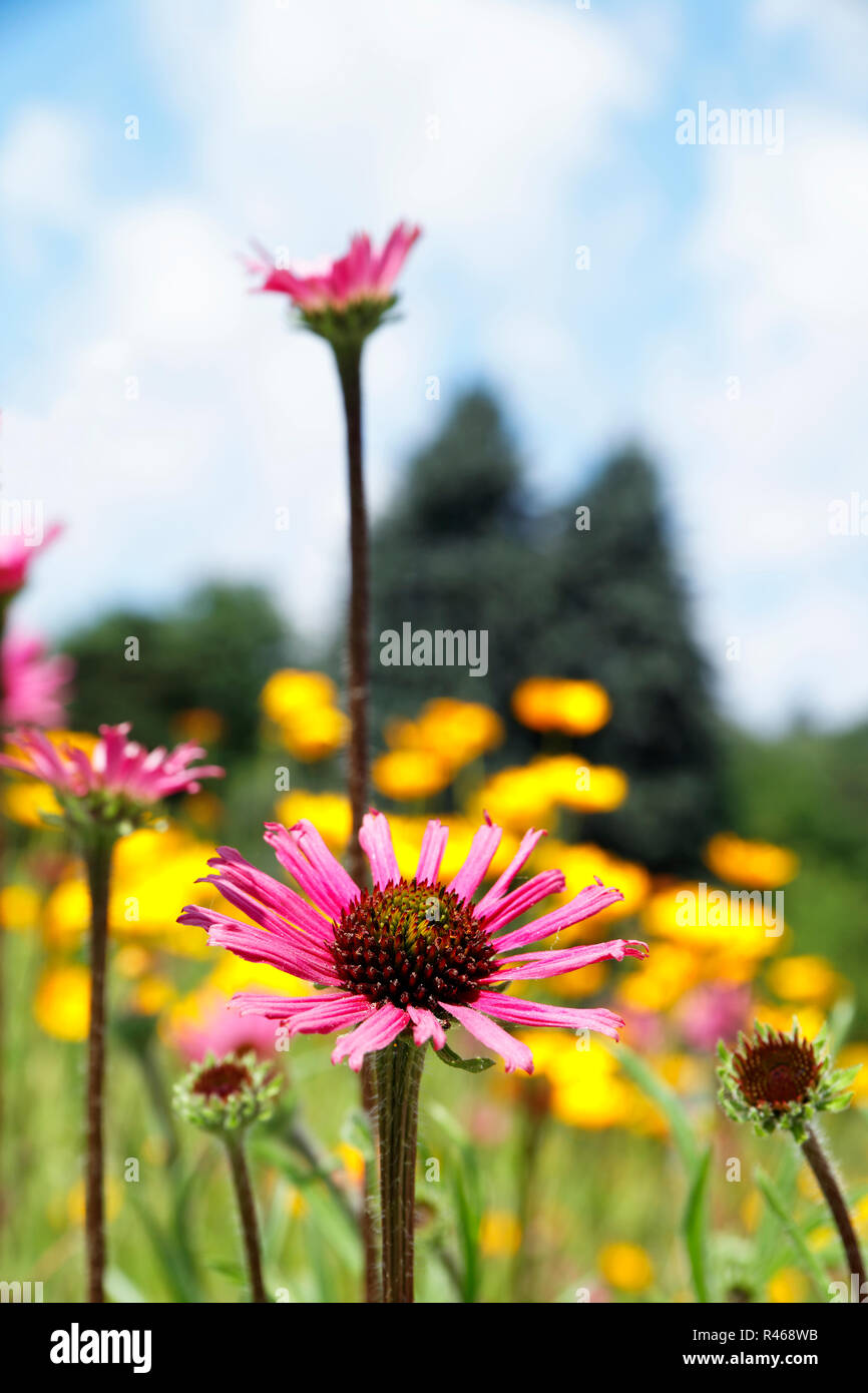 Igelka pfe hi-res stock photography and images - Alamy