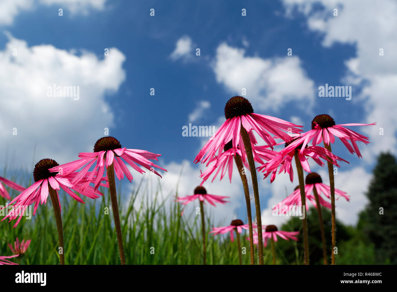 Igelka pfe hi-res stock photography and images - Alamy