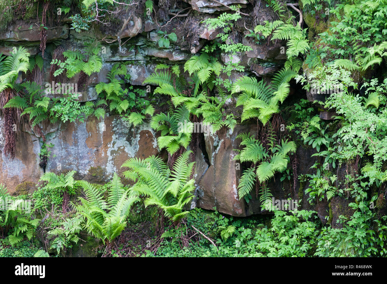 Inland rock outcrop and scree habitat hi-res stock photography and ...