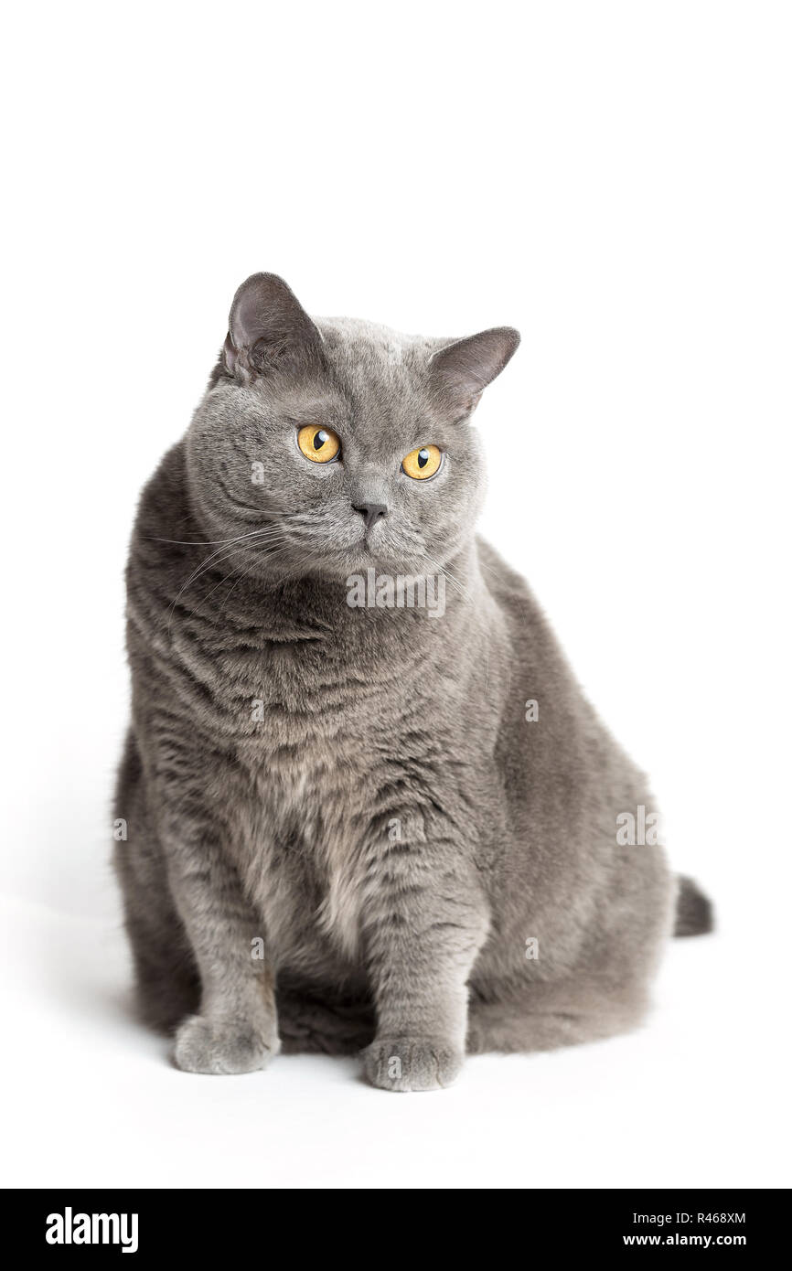 Banner white fluffy cat Cut Out Stock Images & Pictures - Alamy