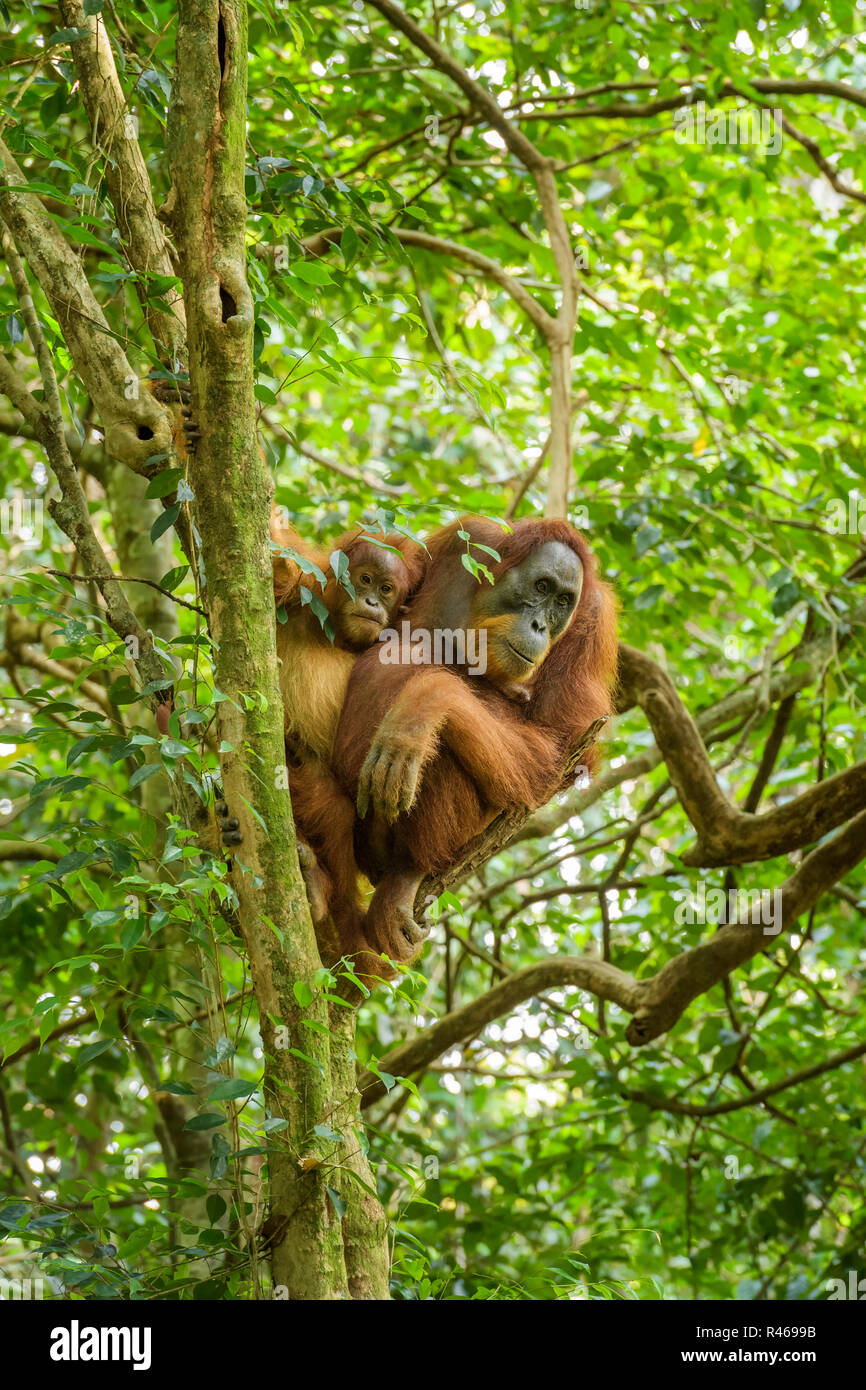 Sumatran forest hi-res stock photography and images - Alamy