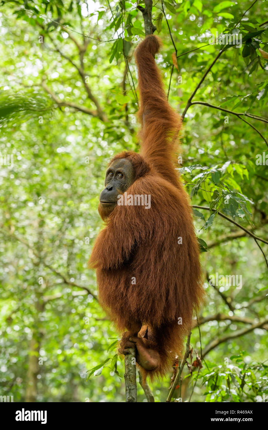 Sumatran Orang-utan - Pongo abelii, hominid primate from Sumatran ...