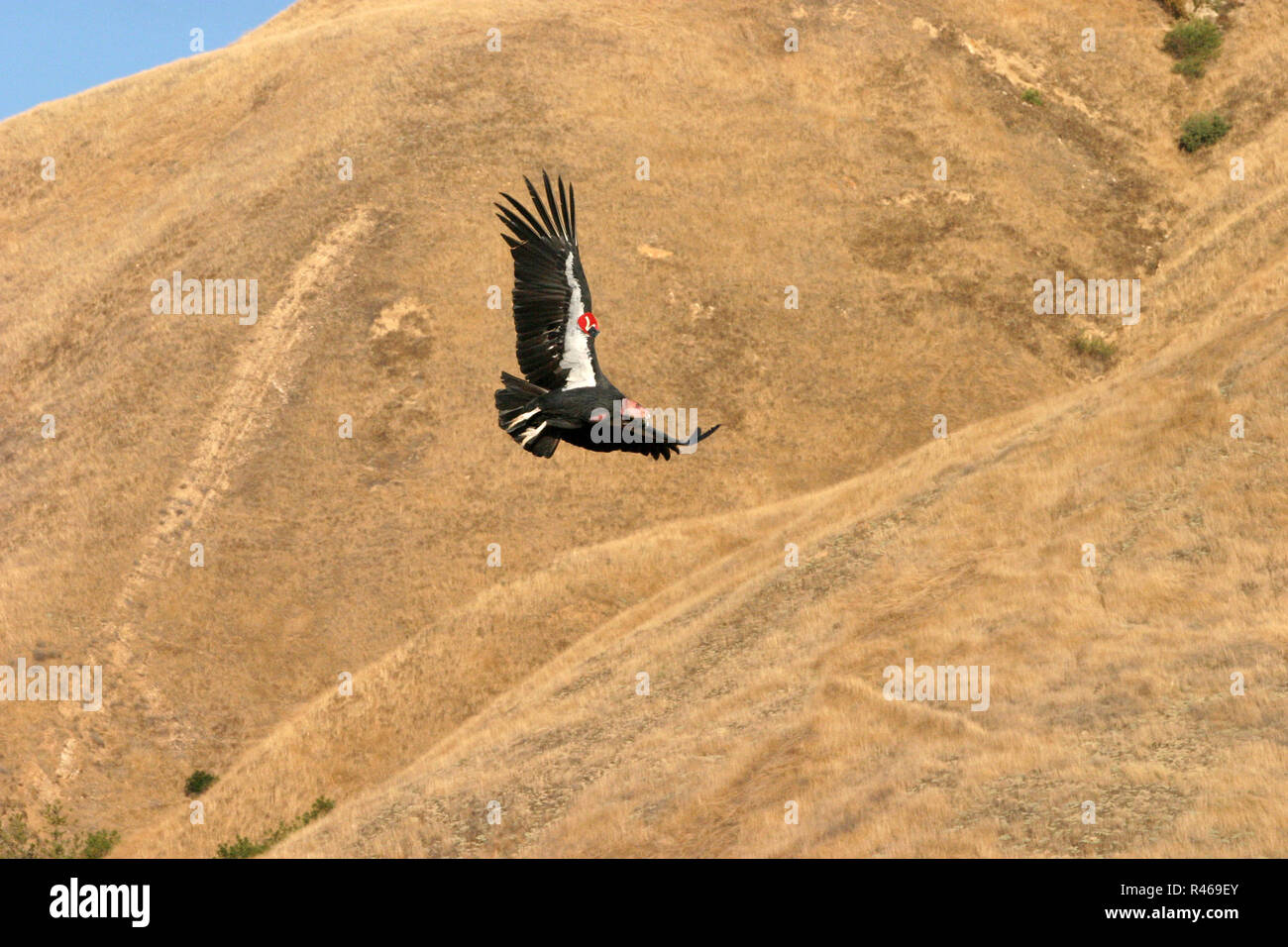 Condor With Wings Spread High Resolution Stock Photography and Images ...