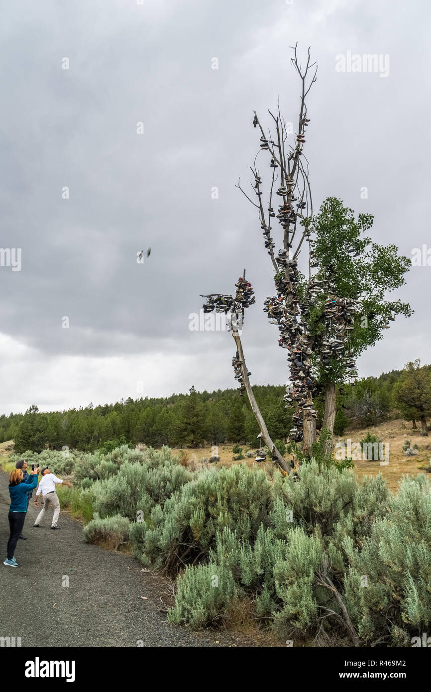 Shoe tree hi-res stock photography and images - Alamy