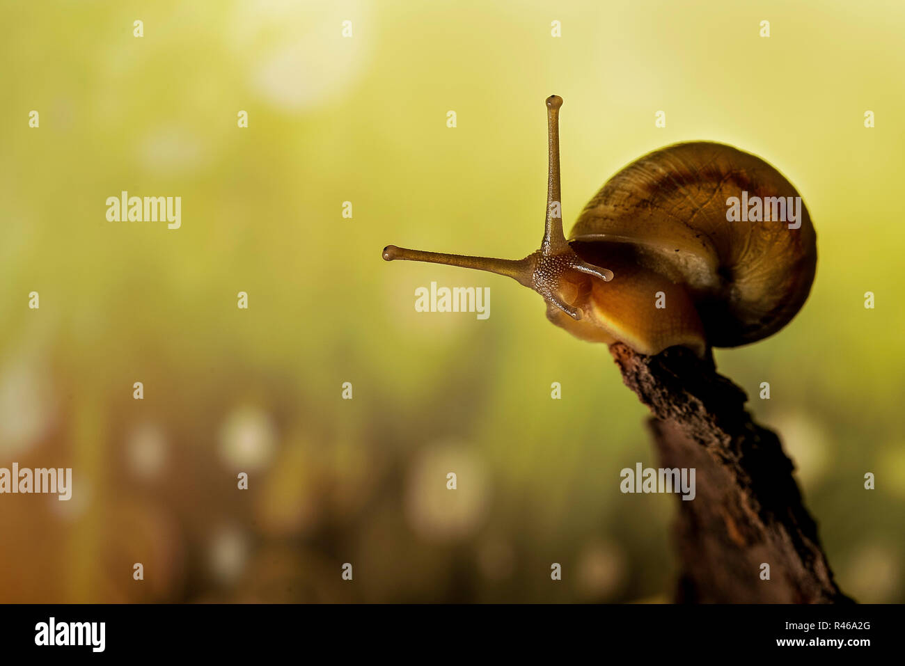Caracol verde hi-res stock photography and images - Alamy