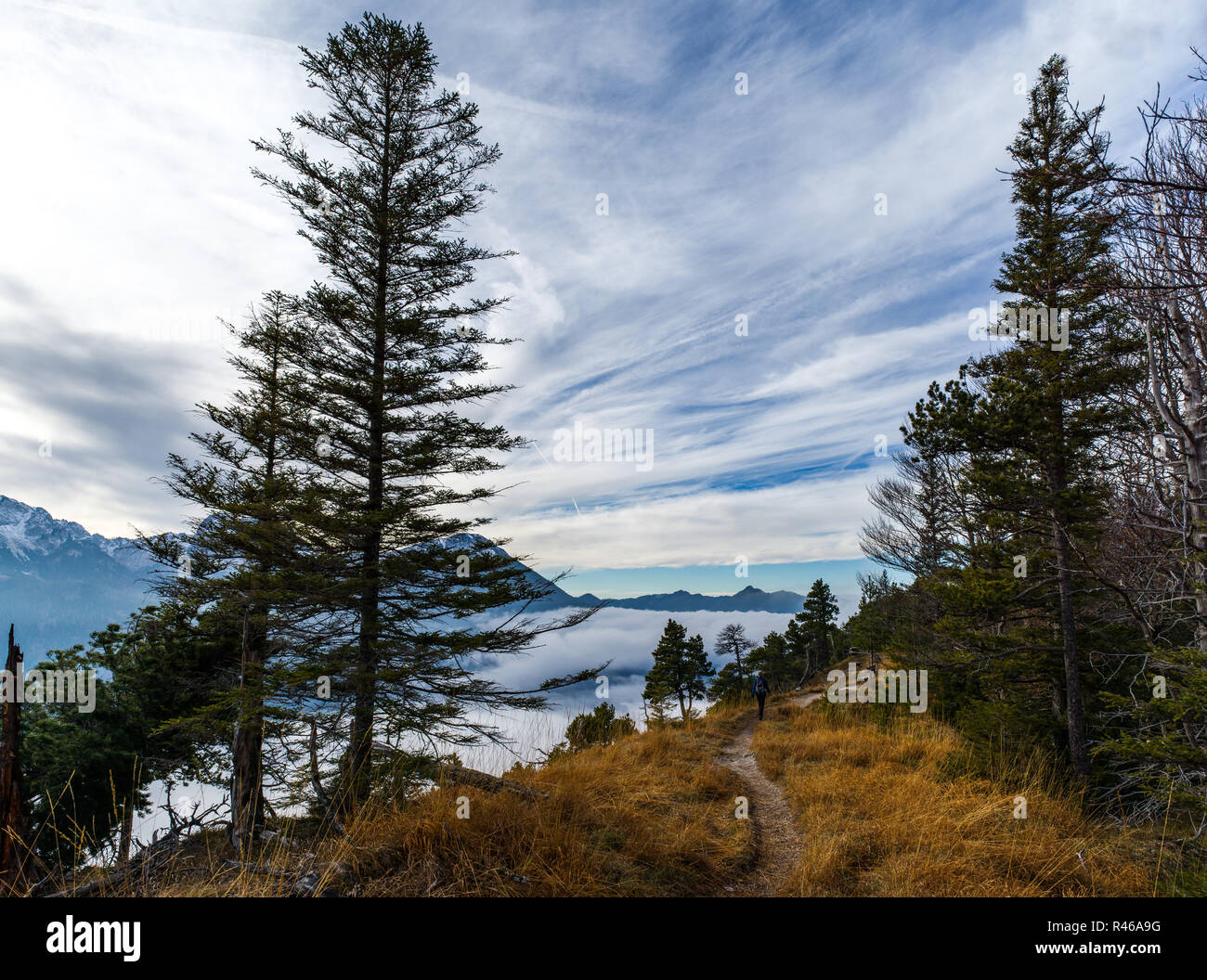 Mountain over pine forest hi-res stock photography and images - Alamy