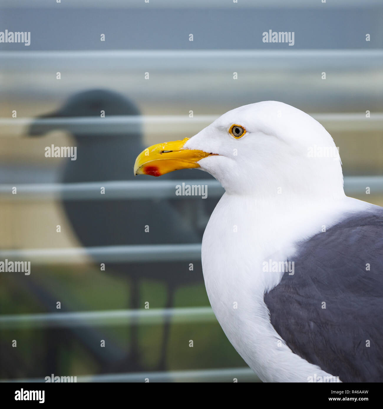 Pacific seagull hi-res stock photography and images - Alamy