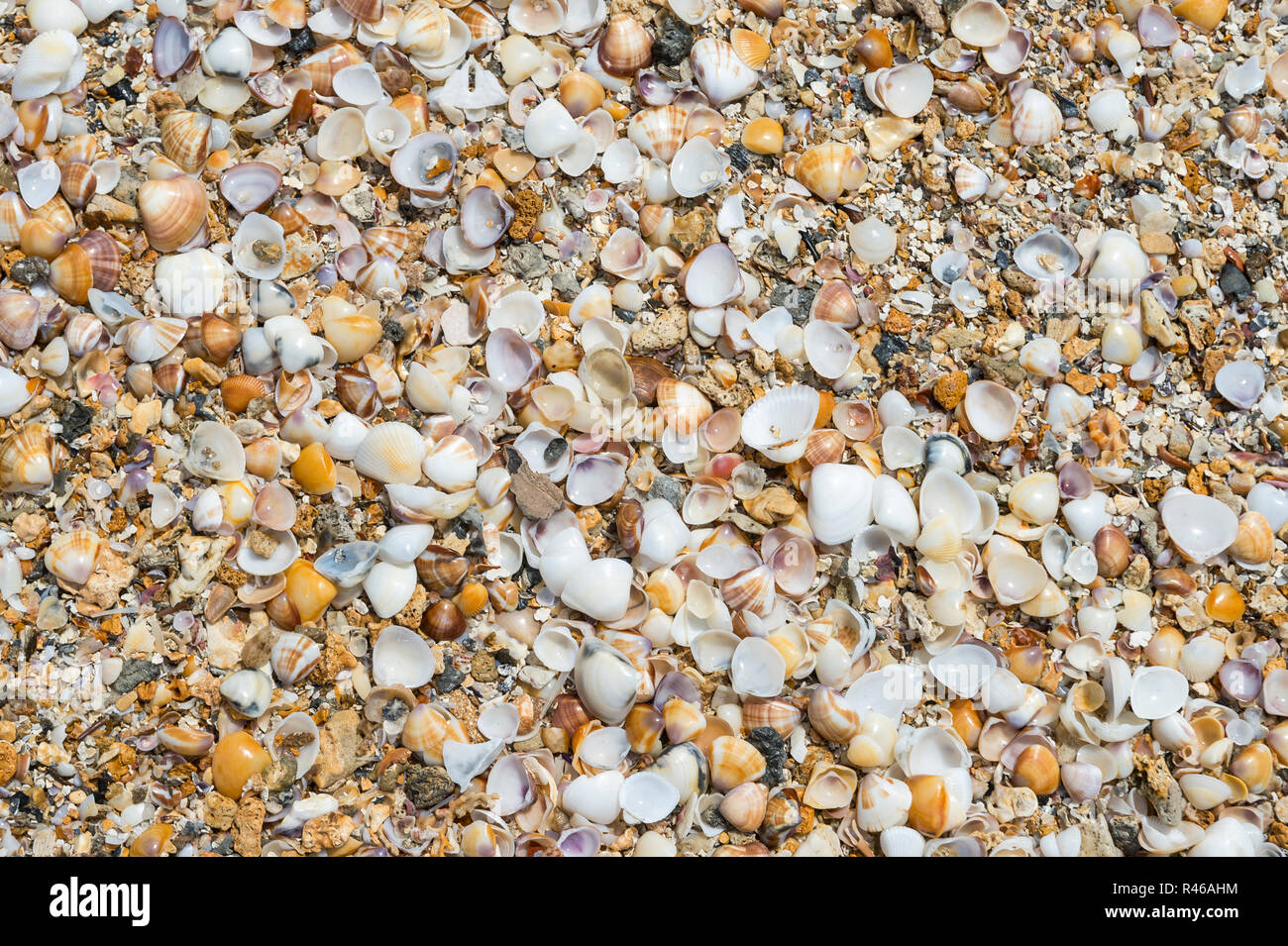 Abstract natural background of textured pile of seashells in full frame ...