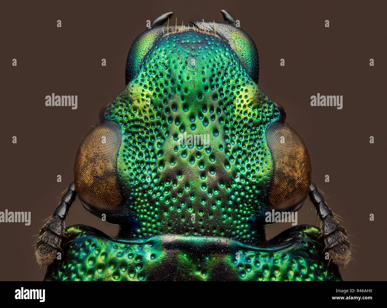 Escarabajo insecto insecto verde animal hi-res stock photography and ...