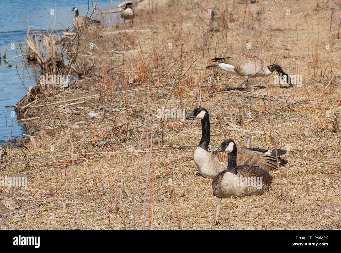 Canada geese couple hi-res stock photography and images - Alamy