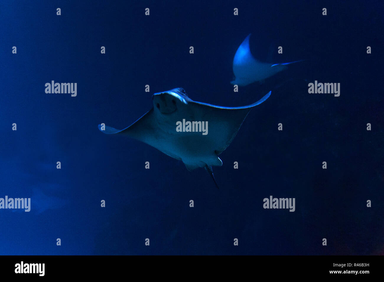 Exotic sting rays and marine fish in the Oceanografic building at the ...