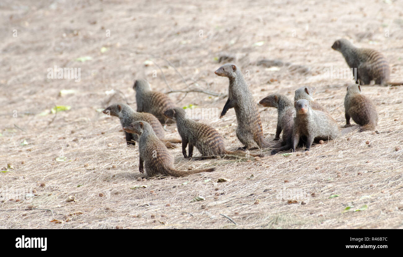 group of banded mongoose Stock Photo - Alamy