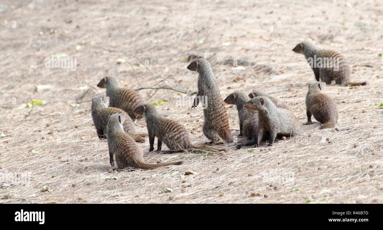 group of banded mongoose Stock Photo - Alamy
