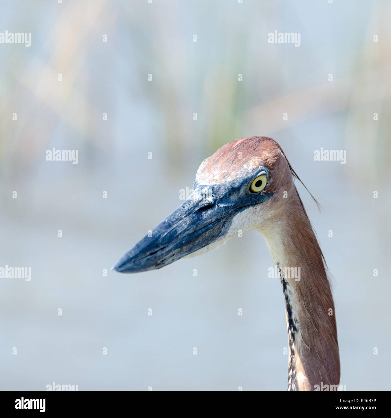 Kwazulunatal hi-res stock photography and images - Alamy