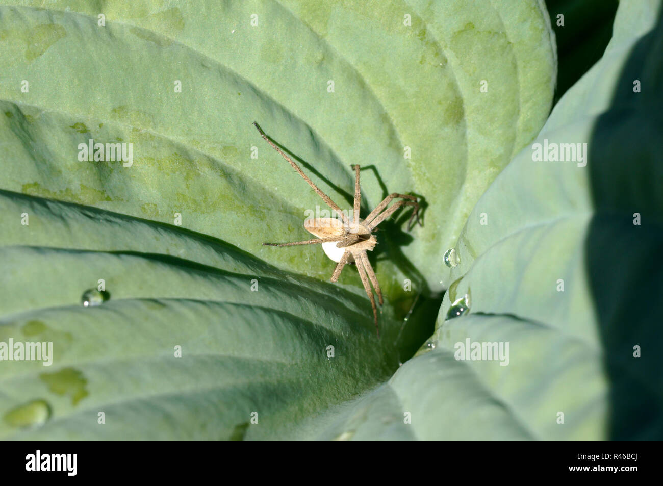 Raubspinne pisaura mirabilis hi-res stock photography and images - Alamy